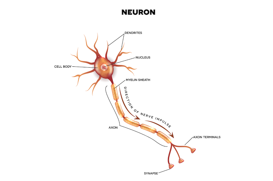Nerve Cells Educational Resources K12 Learning, Life Science, Science ...