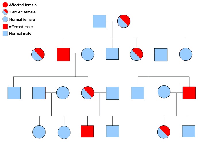 Using Pedigrees to Visualize Inheritance Educational Resources K12 ...