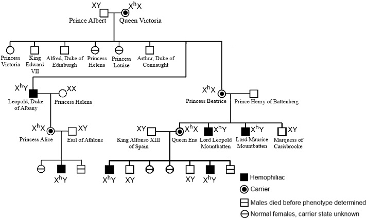 Using Pedigrees to Visualize Inheritance Educational Resources K12 ...
