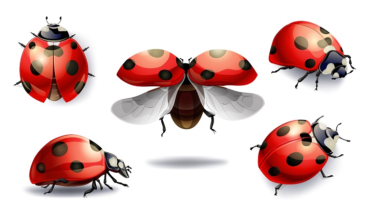 The Life Cycle of a Ladybug Educational Resources K12 Learning, Life ...