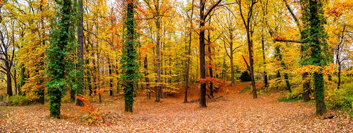 Plants of the Temperate Deciduous Forest Educational Resources K12 ...