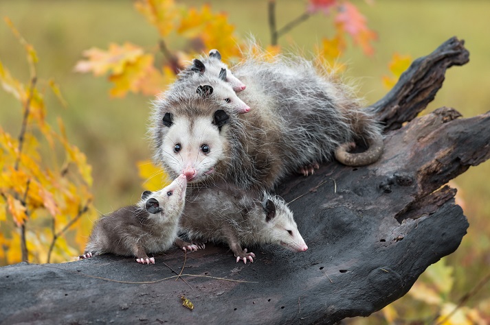 Opossums: The Backyard Marsupials Educational Resources K12 Learning ...