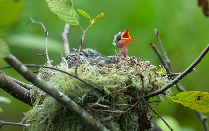 The Life Cycle of a Bird Educational Resources K12 Learning, Life ...