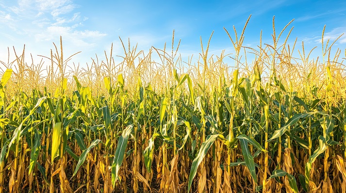 Iowa Agriculture in a Nutshell Educational Resources K12 Learning ...