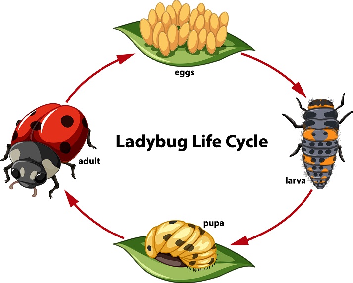 The Life Cycle of a Ladybug Educational Resources K12 Learning, Life ...