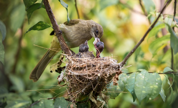 The Life Cycle of a Bird Educational Resources K12 Learning, Life ...