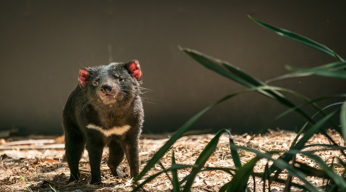 Tasmanian Devil: The Screaming Marsupial Educational Resources K12 ...
