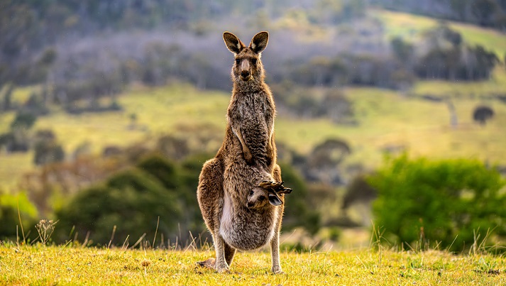 Marsupials: Pouch Protectors of the Animal Kingdom Educational ...
