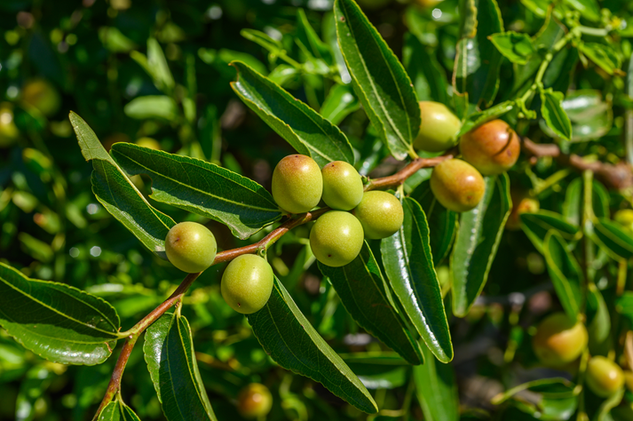 Desert Greens: Plants That Beat the Heat Educational Resources K12 ...