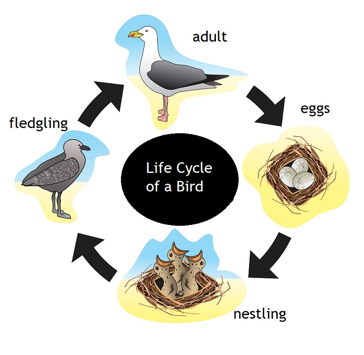 The Life Cycle of a Bird Educational Resources K12 Learning, Life ...