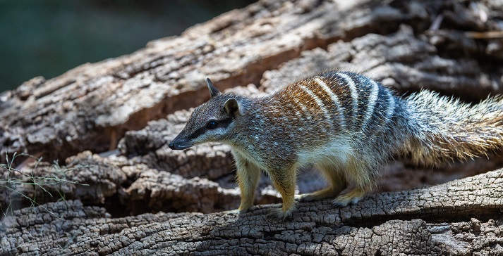 Numbats: The Termite-Hunting Marsupials Educational Resources K12 ...