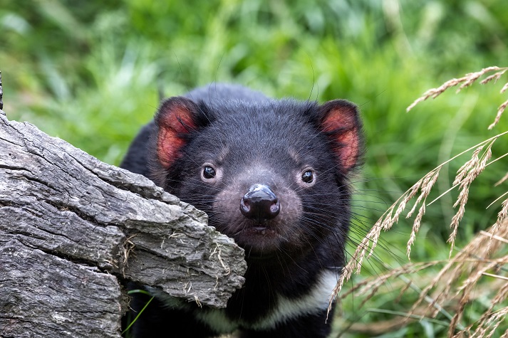 Tasmanian Devil: The Screaming Marsupial Educational Resources K12 ...