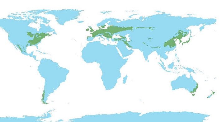 Temperate Deciduous Forest: The Season-Changing Biome Educational ...