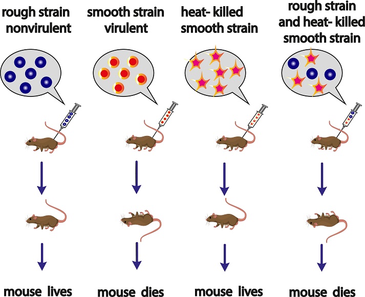 Introduction to Biotechnology Educational Resources K12 Learning, Life ...