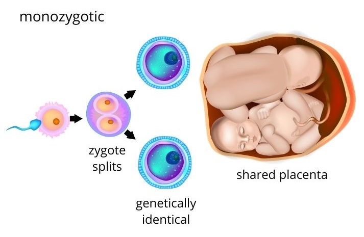 Identical and Fraternal Twins: What's the Difference? Educational ...