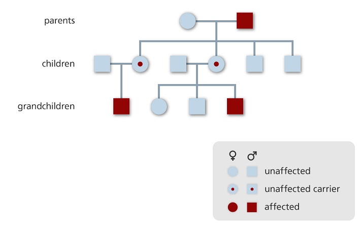 Using Pedigrees to Visualize Inheritance Educational Resources K12 ...