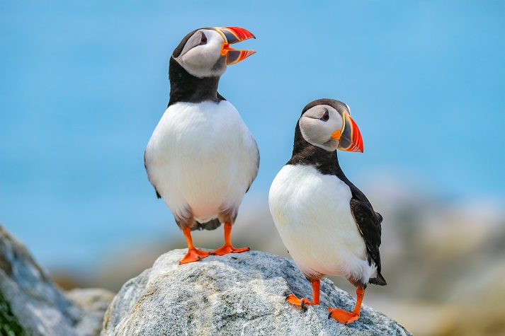 Kenai Fjords National Park Adventure in Alaska! Educational Resources ...