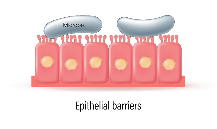 Basics of the Immune System Educational Resources K12 Learning, Life ...