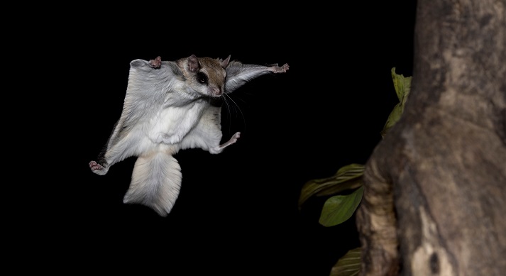 Glider: The Soaring Marsupial Educational Resources K12 Learning, Life ...
