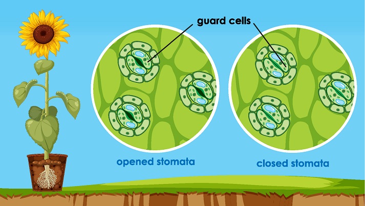 How Plants Get Things Done Educational Resources K12 Learning, Life ...