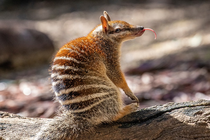 Numbats: The Termite-Hunting Marsupials Educational Resources K12 Learning, Life Science ...