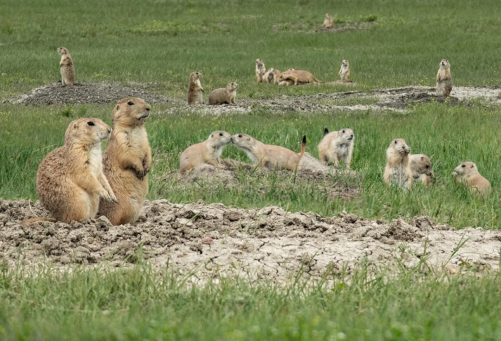 Grassland Animal Adventures Educational Resources K12 Learning, World ...