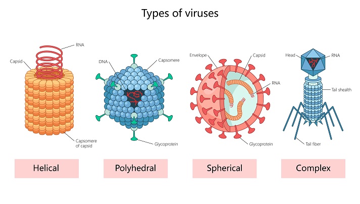 What Is a Virus? Educational Resources K12 Learning, Life Science ...
