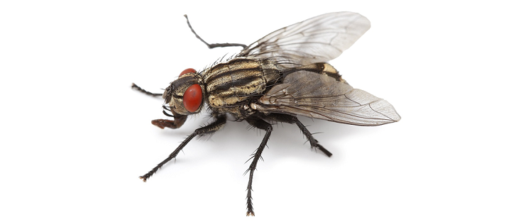 What Do You See Through Your Eye, Mr. Fly? Educational Resources K12 ...