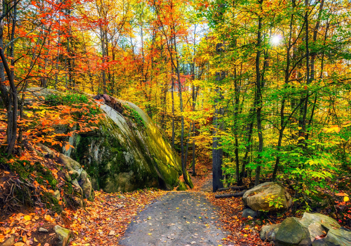 Temperate Deciduous Forest: The Season-Changing Biome Educational ...