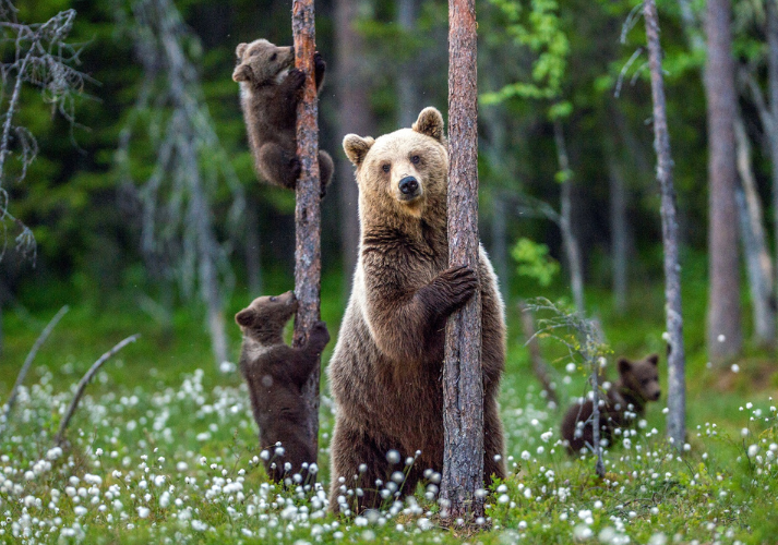 Temperate Deciduous Forest Bear