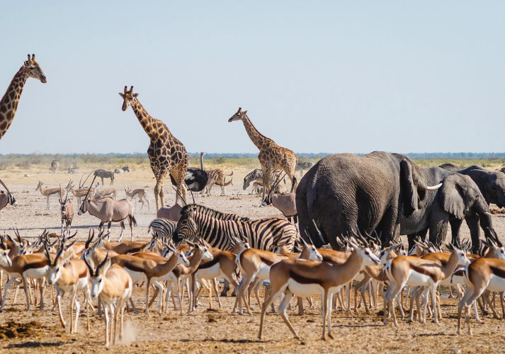 Grassland Animal Adventures Educational Resources K12 Learning, World ...