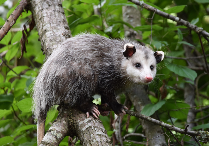 Opossums: The Backyard Marsupials Educational Resources K12 Learning ...