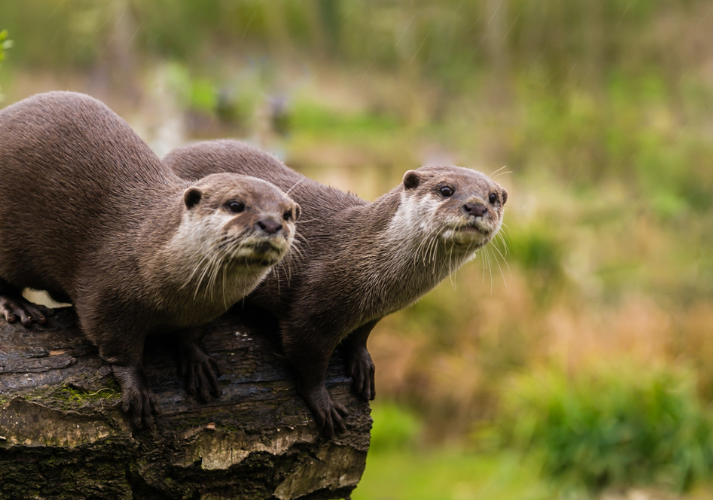 Wild Waters: Animals of Rivers and Streams Educational Resources K12 ...